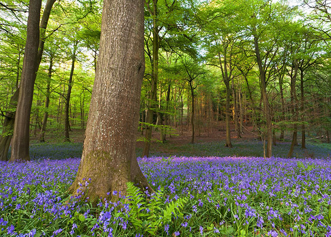 Assessing the Importance of Trees for the Wider Environment | SEFARI